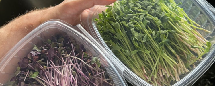 Microgreen Packaging: Compostable vs. Plastic Containers