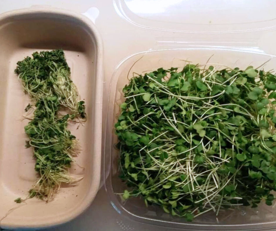 The Best Container for Microgreen Sales