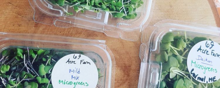 Microgreen Packaging: Compostable vs. Plastic Containers