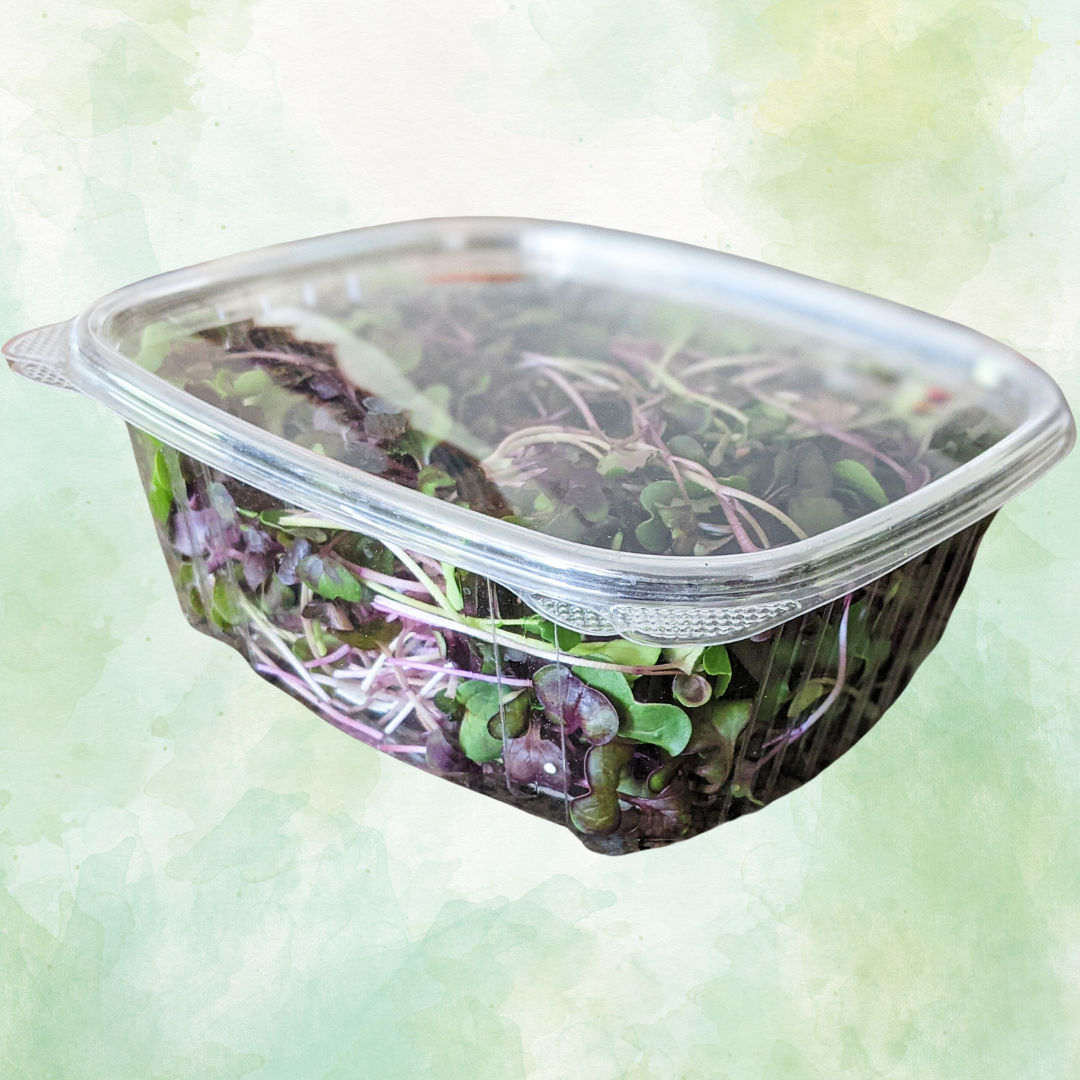 The Ultimate Guide to Choosing Containers for Microgreens