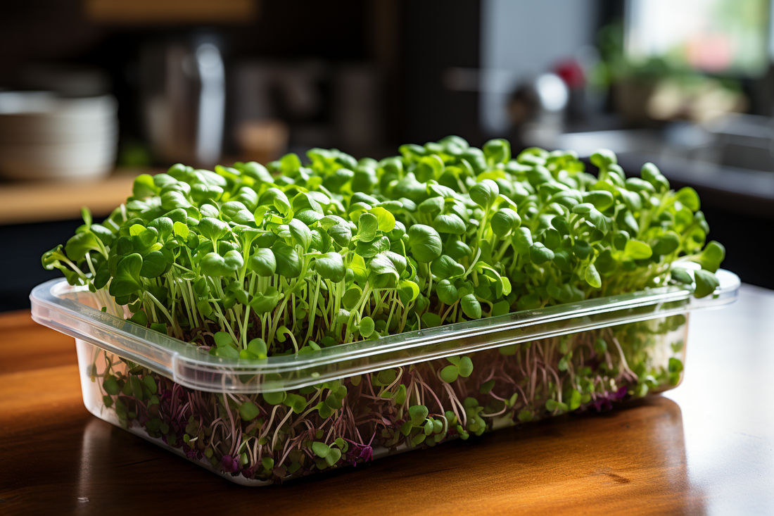 Don't Make These 5 Common Microgreen Container Mistakes