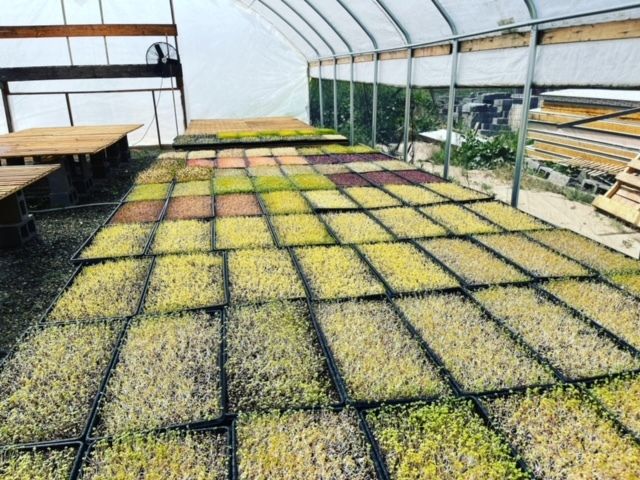 Top 5 Places to Buy Microgreens in California