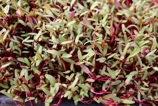 Top 5 Places to Buy Microgreens in California
