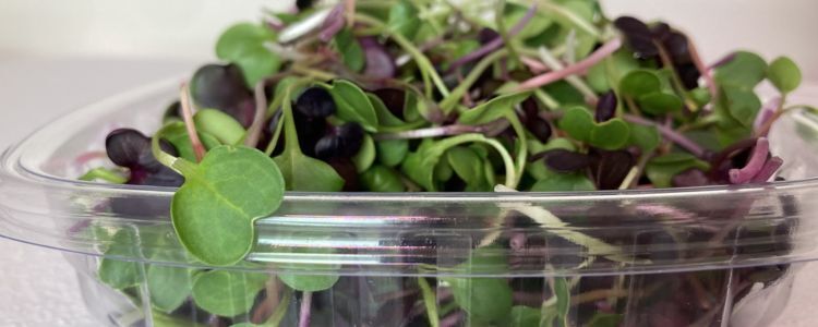 Microgreen Packaging: Compostable vs. Plastic Containers