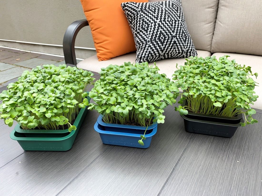 Growing Success: How Microgreen Kits can Boost your Sales!