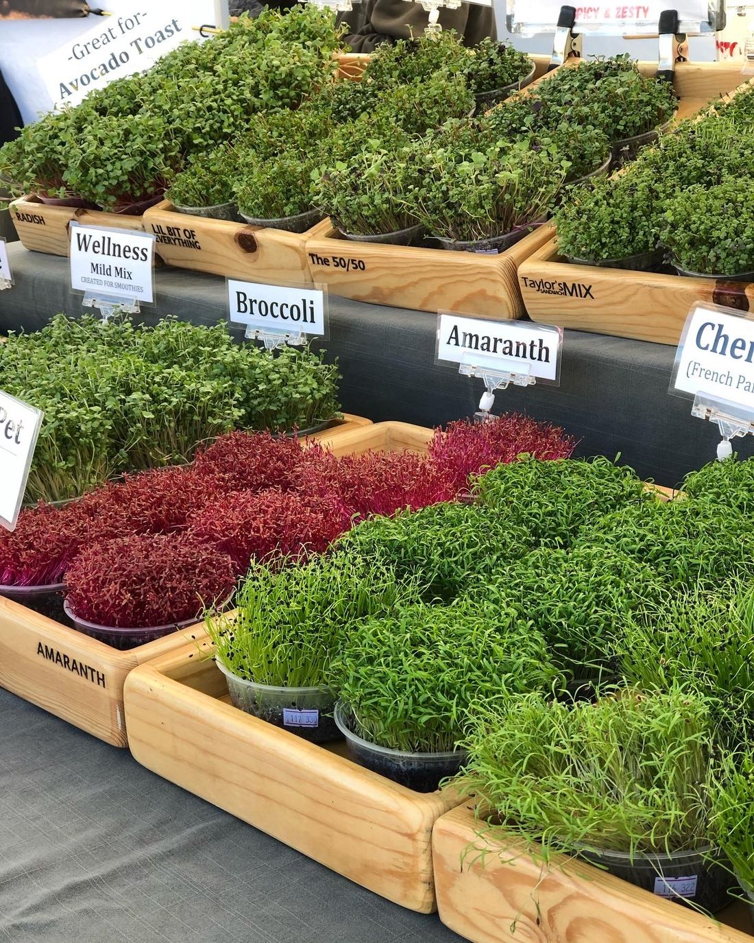 Top 5 Places to Buy Microgreens in California