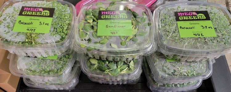 Microgreen Packaging: Compostable vs. Plastic Containers