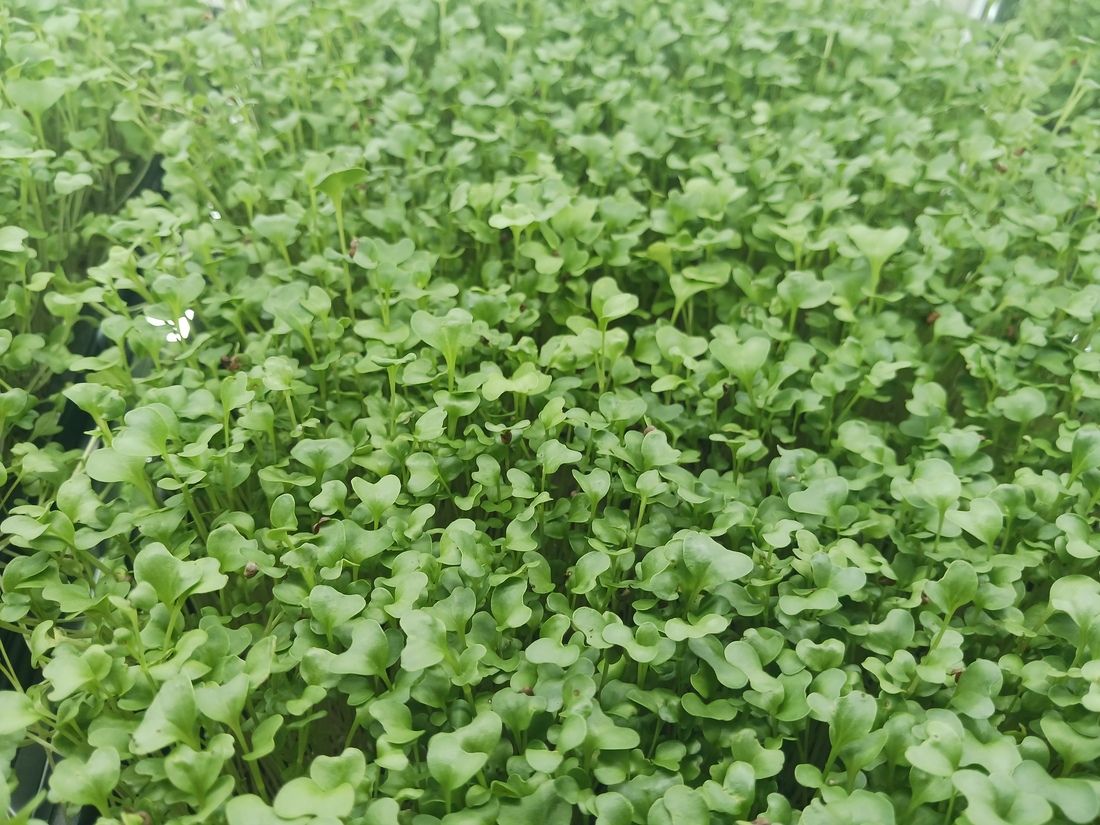 Basic Salad Mix - Microgreens Product By Your Urban Microgreens LLC
