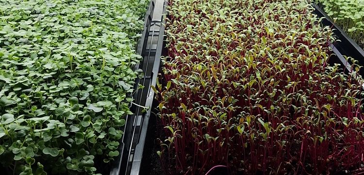 Racks of Microgreens - Microgreens Photo Album By Your Urban ...