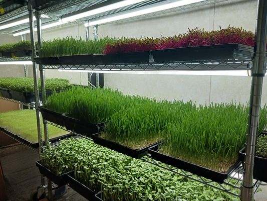 Racks of Microgreens - Microgreens Photo Album By Your Urban ...