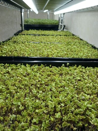 Racks of Microgreens - Microgreens Photo Album By Your Urban ...