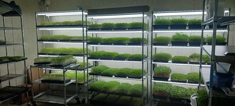 Racks of Microgreens - Microgreens Photo Album By Your Urban ...