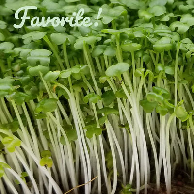 Wasabi Mustard Microgreens (8 oz) - Microgreens Product By Delish ...