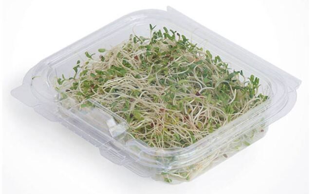 16 oz Low Profile PLA Clamshell Containers - 300 - Microgreens Product ...