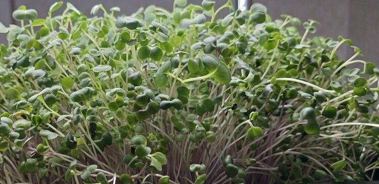 Basic Salad Mix - Microgreens Product By Your Urban Microgreens LLC