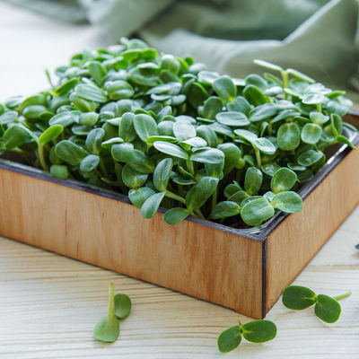 Sunflower Salsa Verde - Microgreens Recipe By Microgreen Directory