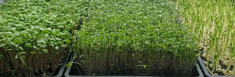 Racks of Microgreens - Microgreens Photo Album By Your Urban ...