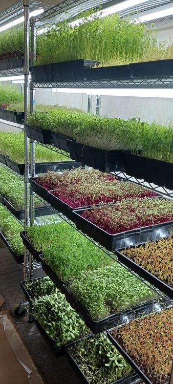 Racks of Microgreens - Microgreens Photo Album By Your Urban ...