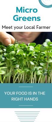 Educational Z fold Pamphlet Template - Microgreens Website - Digital ...