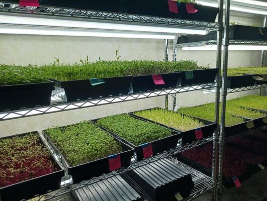 Racks of Microgreens - Microgreens Photo Album By Your Urban ...