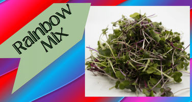 Microgreens Website Blog Articles - Find Microgreen Farmer Website Blog ...