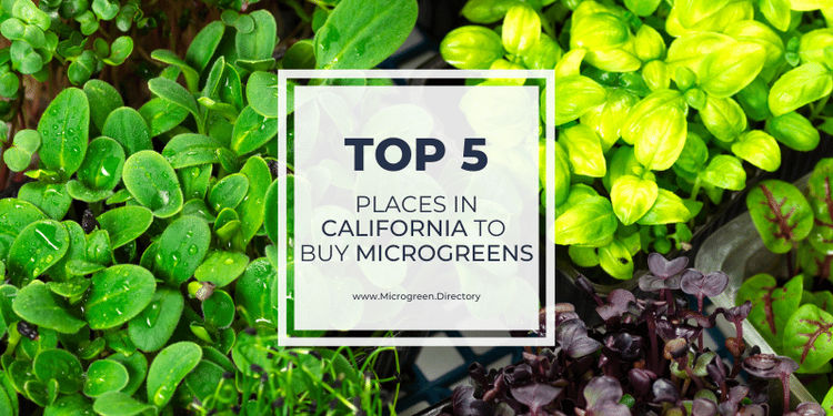 Top 5 Places to Buy Microgreens in California