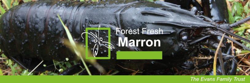 Live Fresh Marron Sales Pemberton in the South West of WA | Forest ...