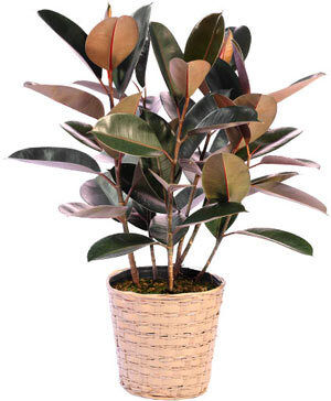 LARGE RUBBER PLANT HOUSE PLANT - Community Directory Product By Lesley ...