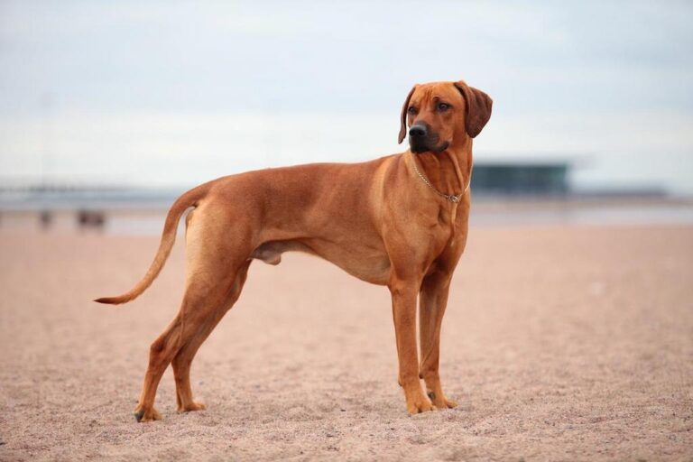 Informasi Ras Anjing Rhodesian Ridgeback » AnjingPedia