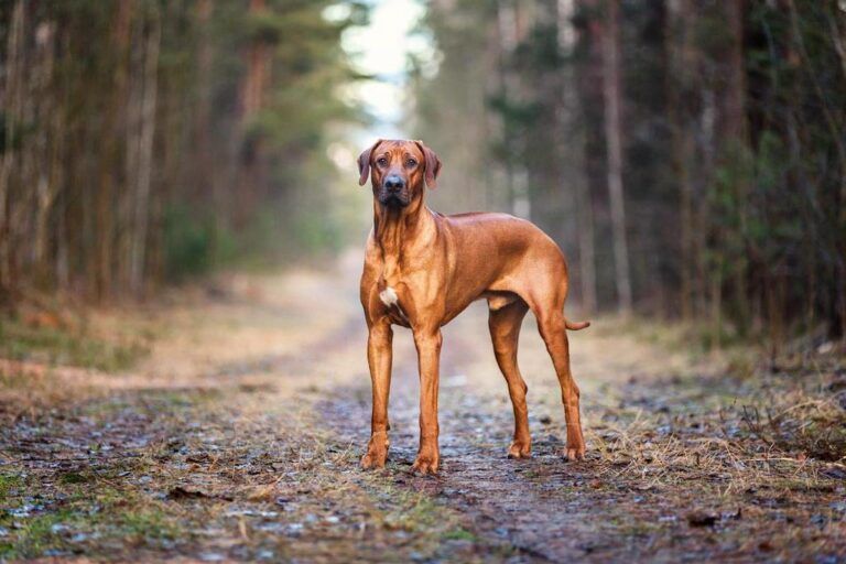 Informasi Ras Anjing Rhodesian Ridgeback » AnjingPedia