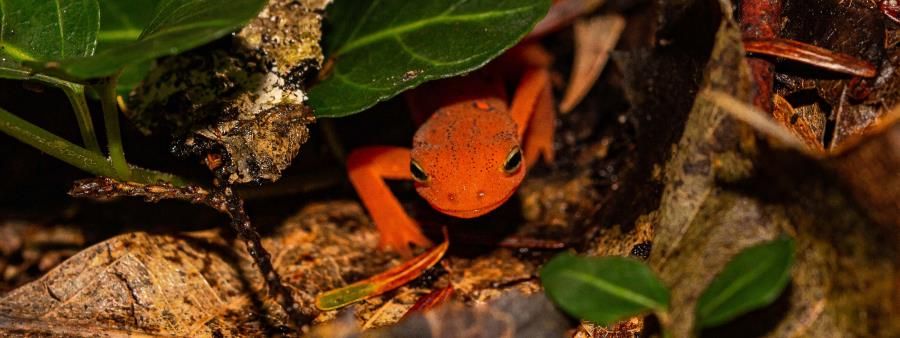 Red Eft 5.5 Miler | Apuama