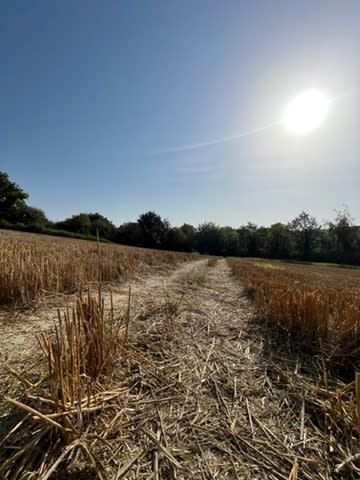 Lullingstone Country Park 10k | Apuama