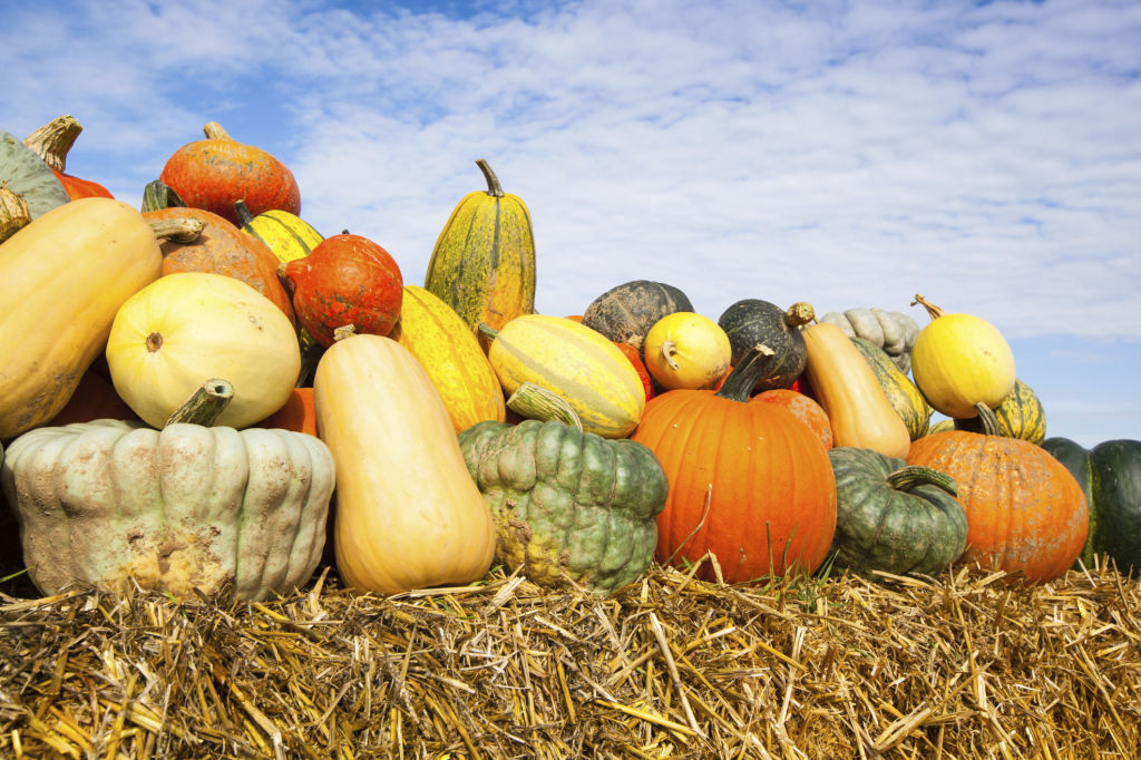 All Things Pumpkin all-things-pumpkin