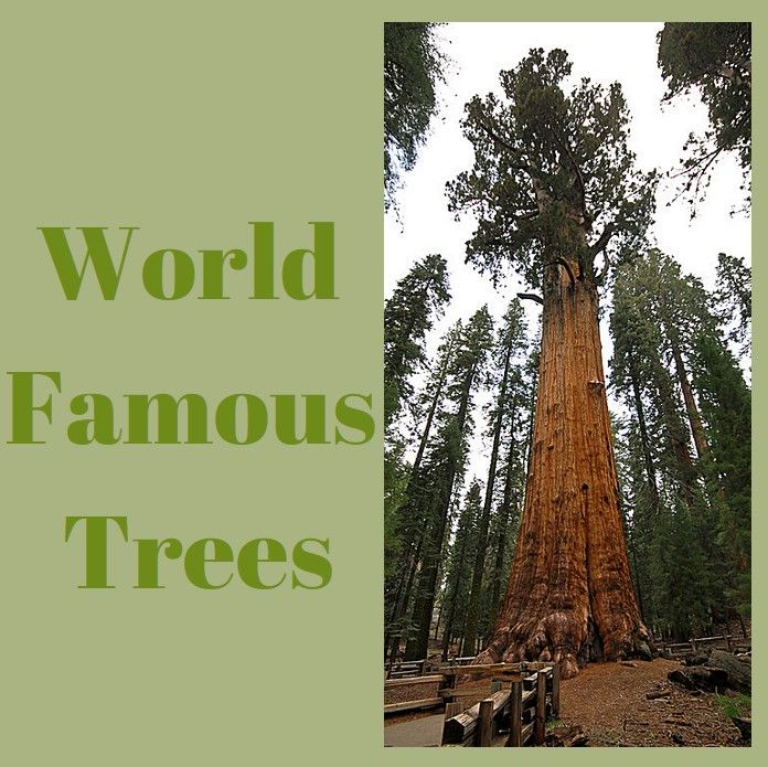 Famous Trees Around the World