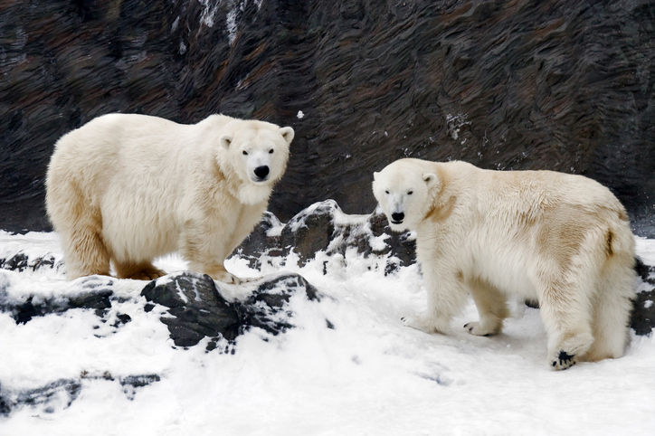 Best Places To See Polar Bears