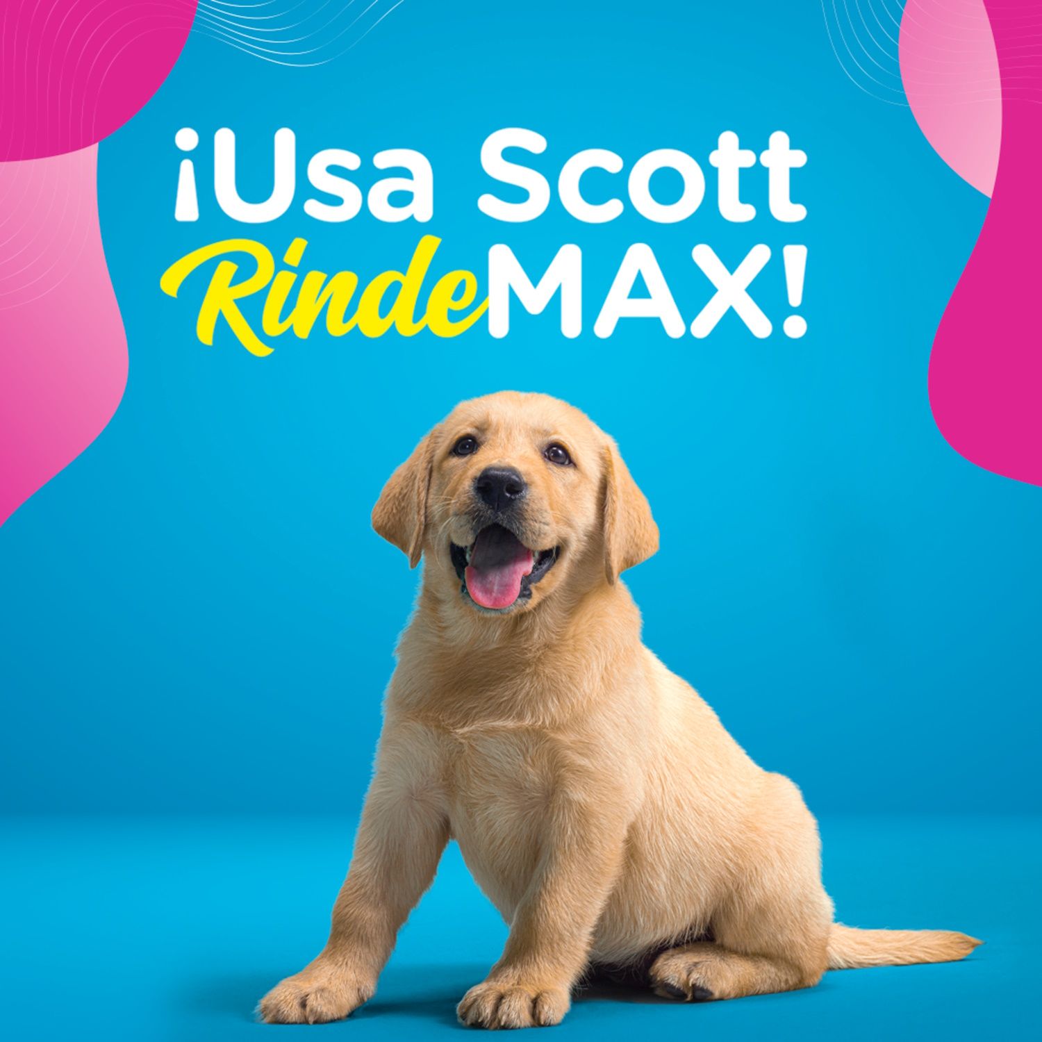 Papel Higienico Doble Hoja Rindemax 12u Scott | Auto Mercado