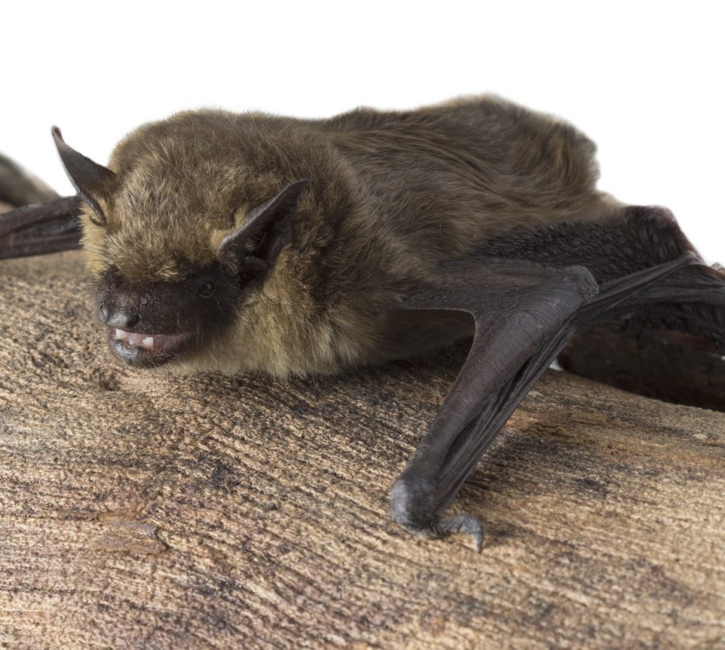 U.S. Fish and Wildlife Service Finalize Rule Protecting Northern Long ...