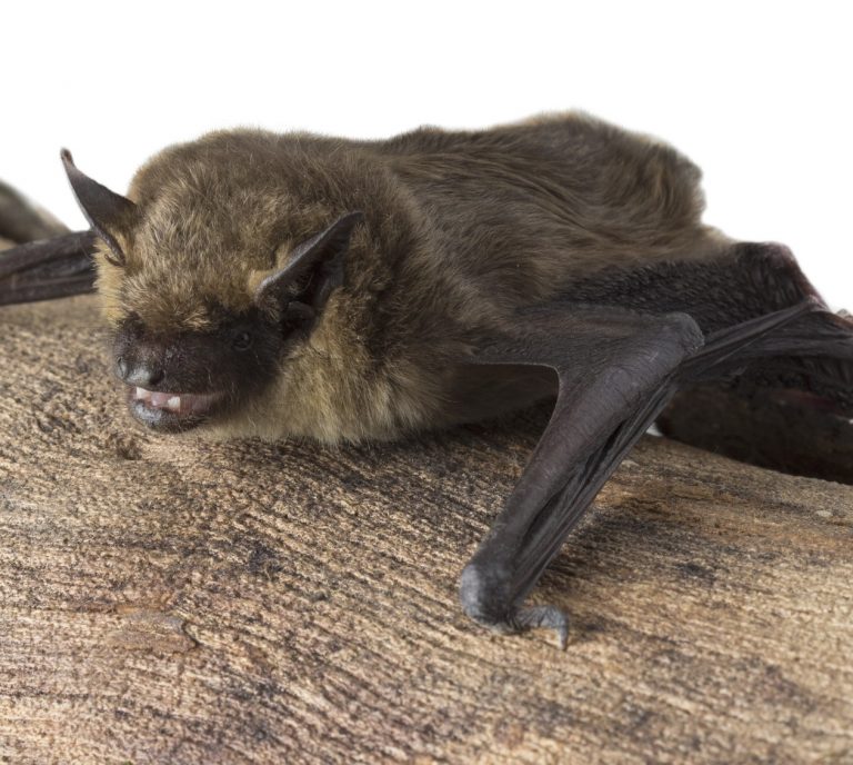 U.S. Fish and Wildlife Service Finalize Rule Protecting Northern Long ...