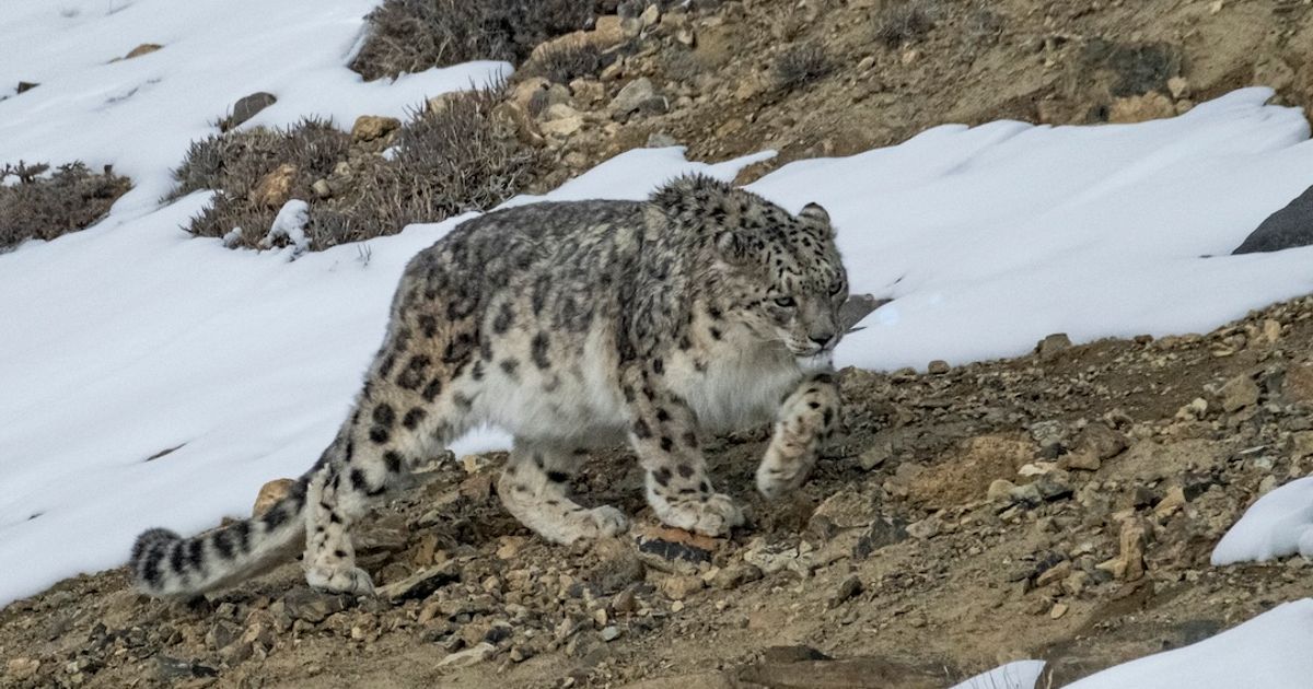 Snow Leopard Expedition - Ladakh