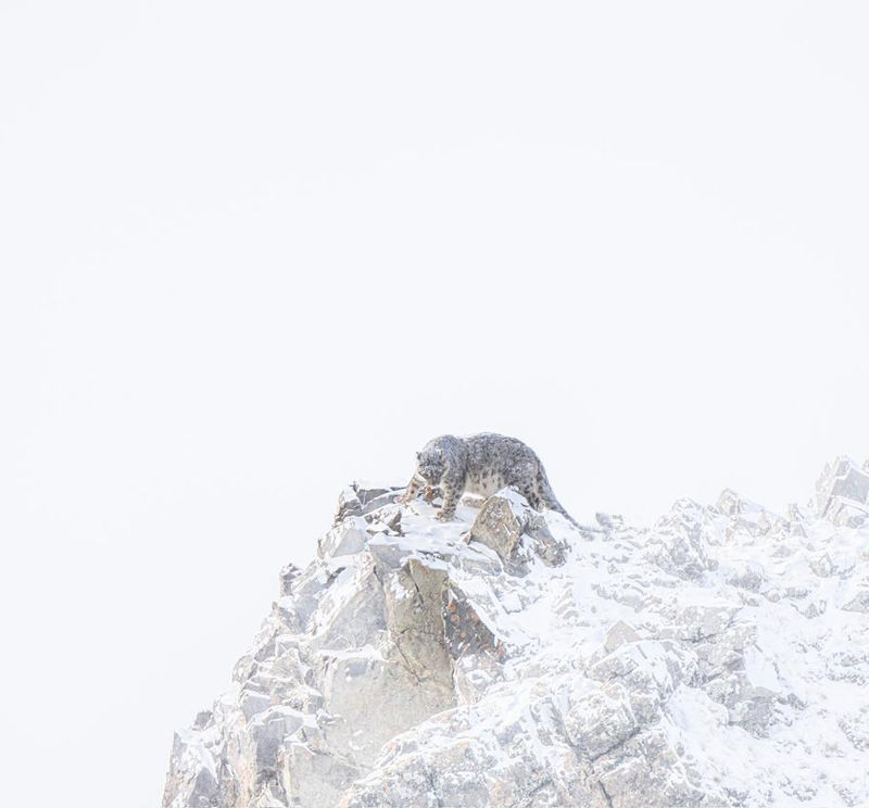 Snow Leopard Expedition - Ladakh