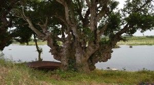 Hemavathi River Camp - Homestay in Sakleshpur