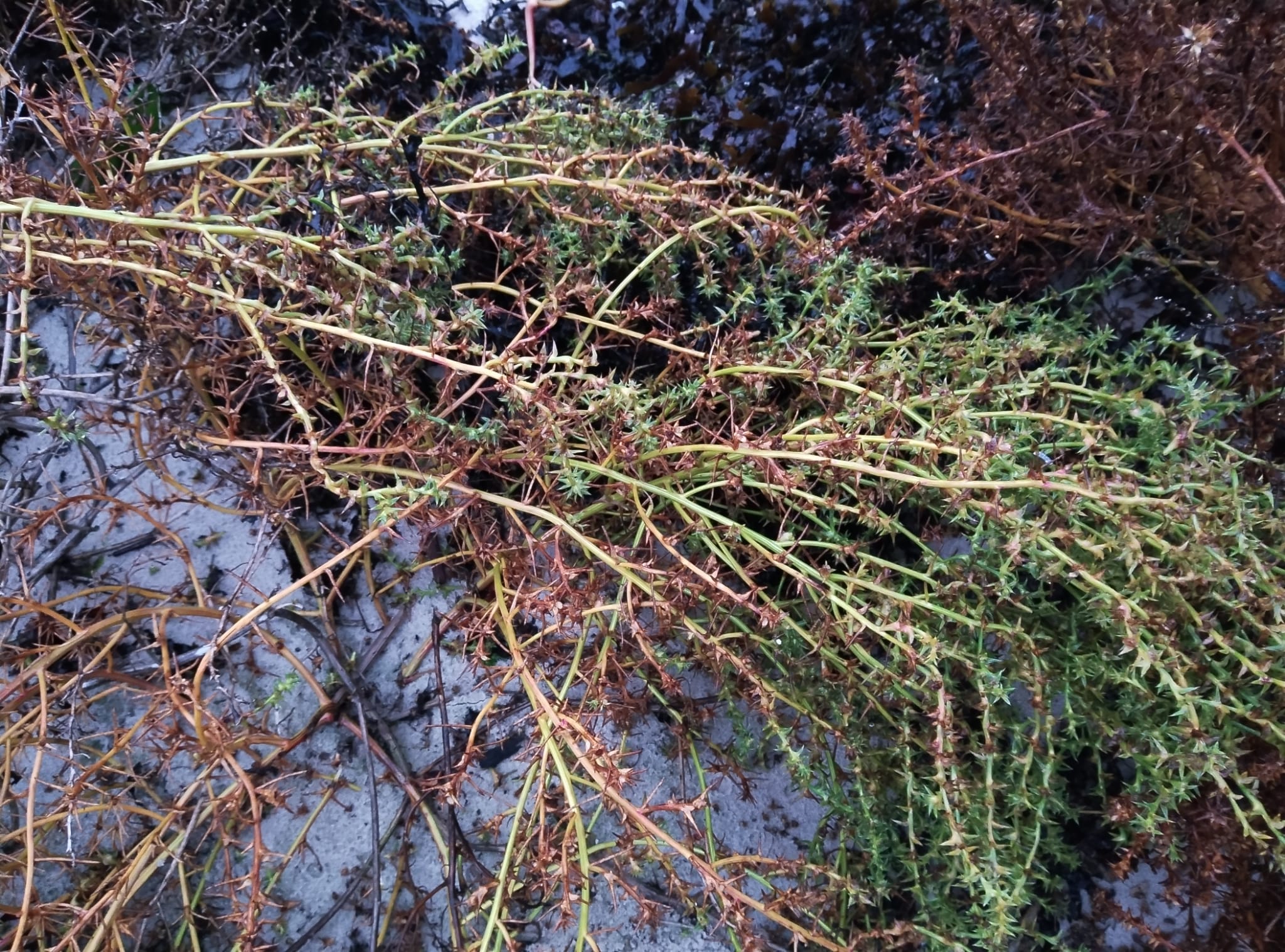 Stambulas konvencijas ratifikācijas nevēlamās sekas - Telos