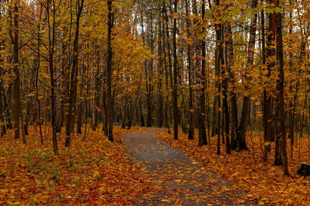 Rudens un lapkritis - Telos