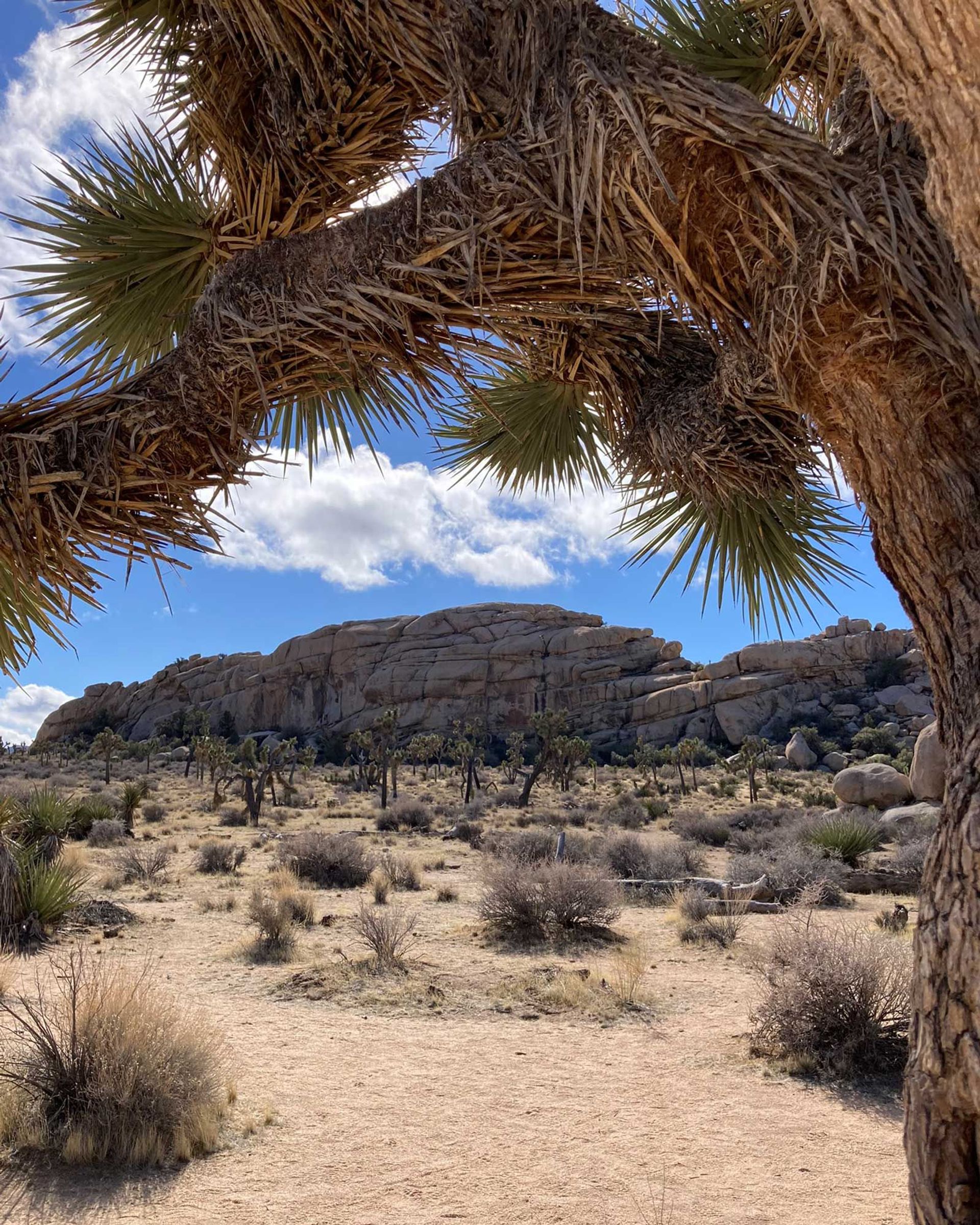 An Inside Guide to Joshua Tree - Boutique