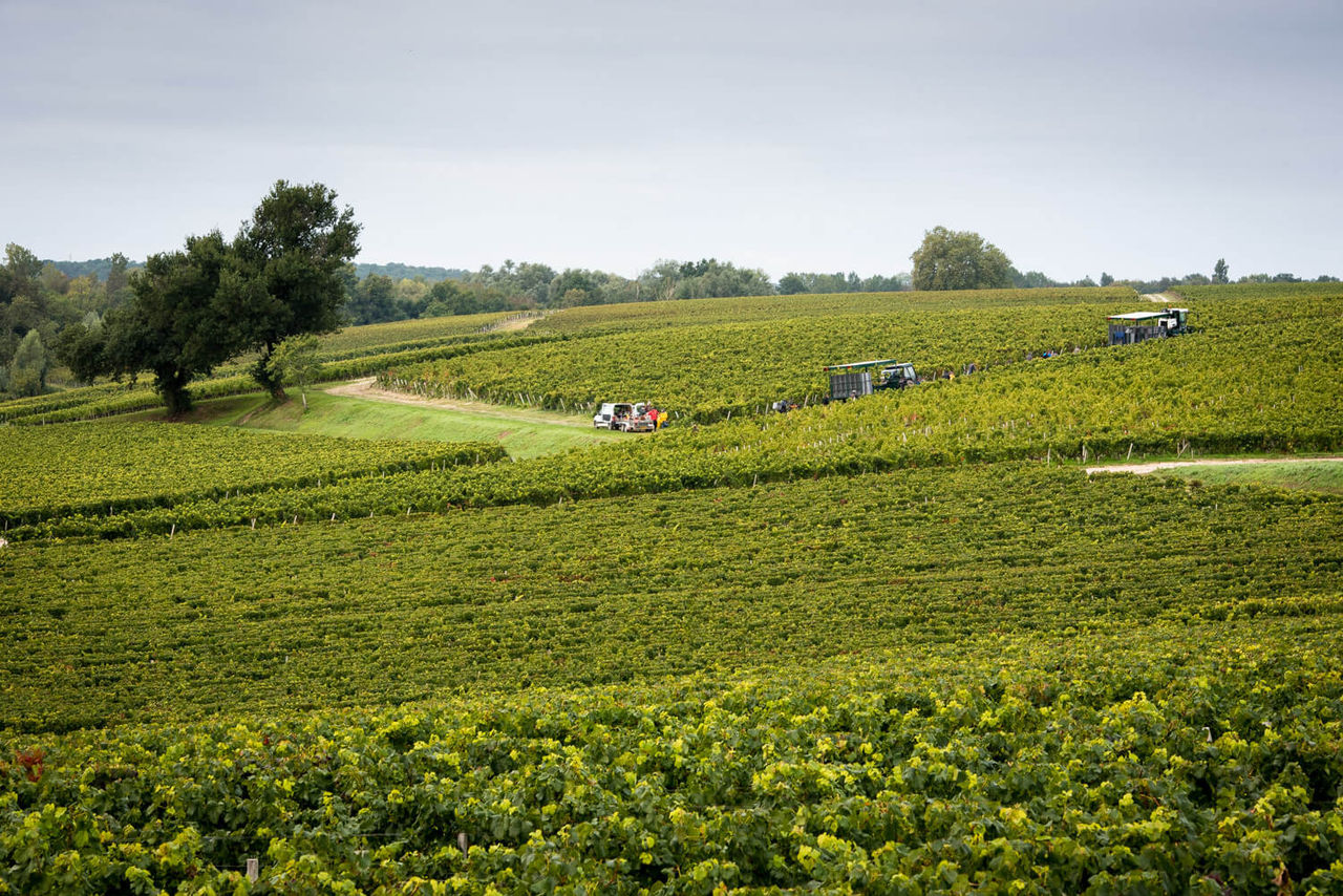 Private Full Day Tour Saint-Emilion & Médoc - Bordeaux Wine Trails