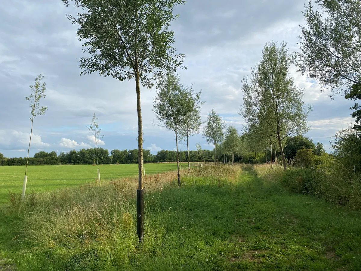Wild With Consent | Grafton Lock Meadow