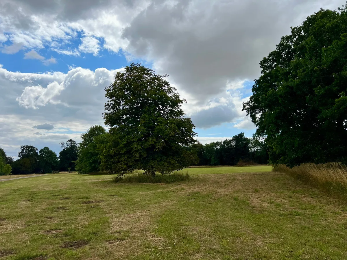 Wild With Consent | Hackthorn Estate Parkland