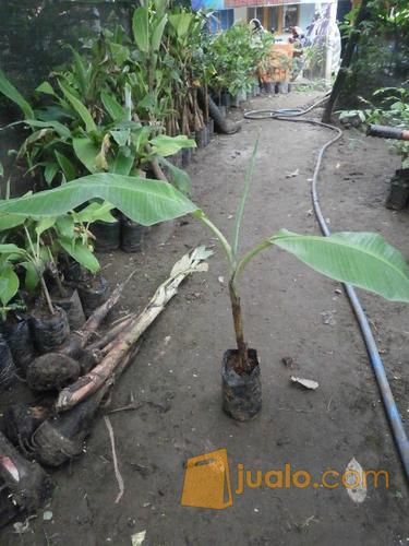 Bibit Pisang Raja Bulukuning, Super Unggul di Kab. Purworejo, Jawa ...