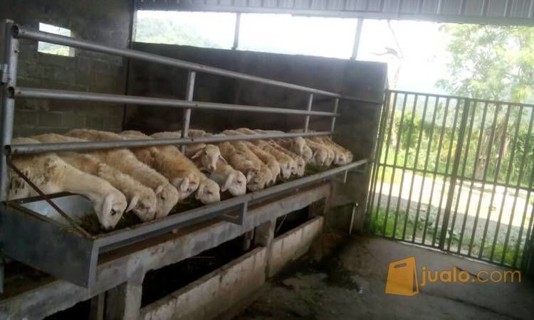 Domba Ekor Gemuk Jantan/ Betina di Kab. Bogor, Jawa Barat | Jualo.com