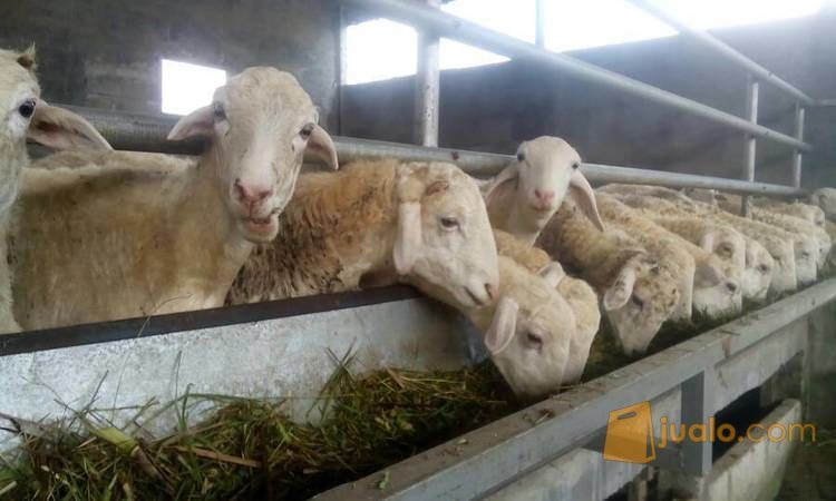 Domba Ekor Gemuk Jantan/ Betina di Kab. Bogor, Jawa Barat | Jualo.com